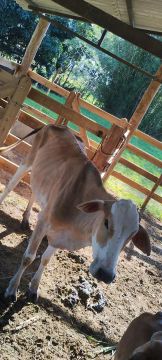 "vacas de cria" no Brasil