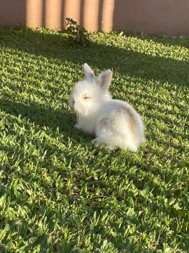 "coelhos mini lion head" - Roedores no Brasil