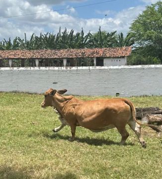 "mini vaca" - Animais para agropecuária no Brasil
