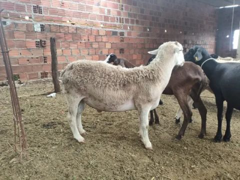 "carneiros dorper" no Brasil