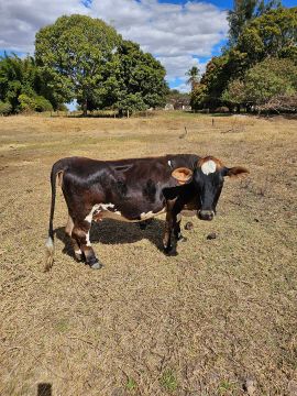 "mini vaca" - Animais para agropecuária no Brasil