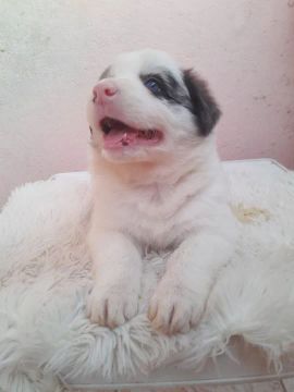 "bode filhote" no Brasil