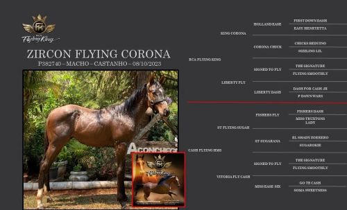 "cavalo domado" no Brasil