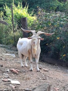 "bodes e cabras" no Brasil