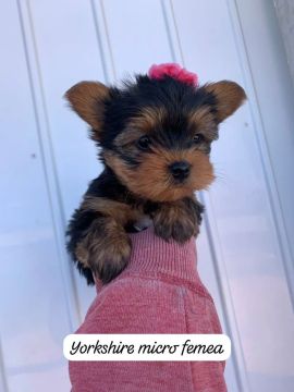 "yorkshire terrier mini" - Cachorros no Brasil