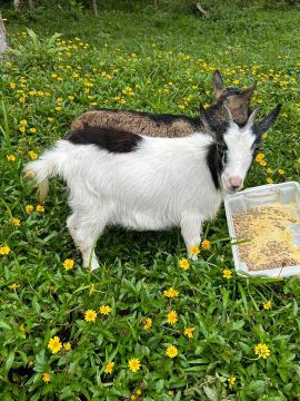 "mini cabras" no Brasil