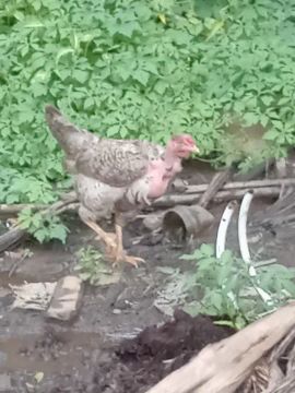 "garnizes nagasaki" no Brasil