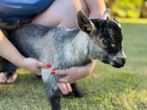 "mini cabras" no Brasil