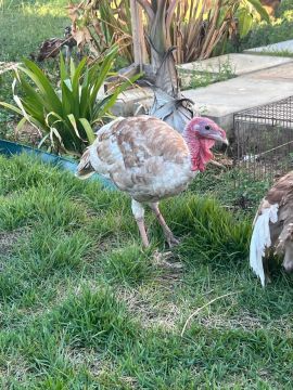 "garnizes nagasaki" no Brasil