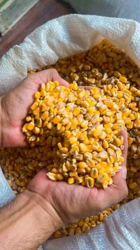 "saca de milho" no Brasil