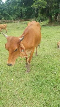 "vaca-leiteira" - Animais para agropecuária no Brasil