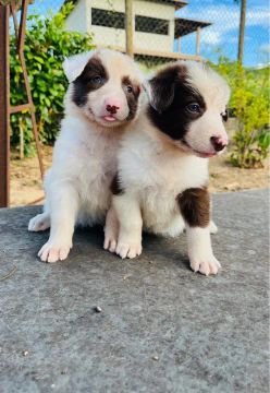 "bode filhote" no Brasil