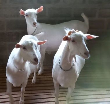 "cabras e cabritos" no Brasil