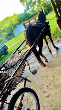 "charrete" no Brasil