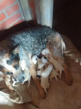 "cachorros burriler" - Cachorros no Brasil