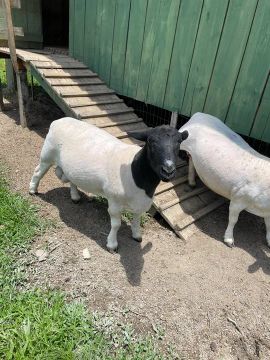 "carneiros dorper" no Brasil