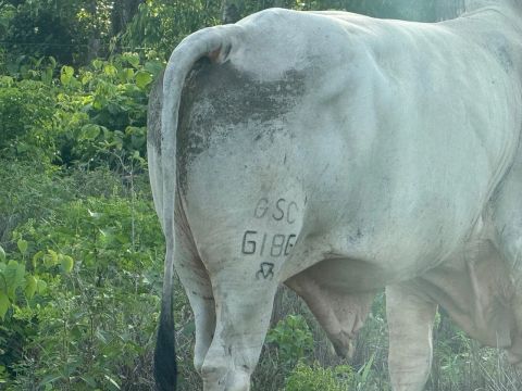 "nelore pintado" - Animais para agropecuária no Brasil