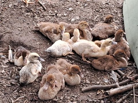 "filhotes de patos" - Outros animais no Brasil