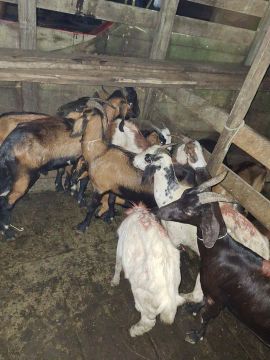 "bode filhote" no Brasil