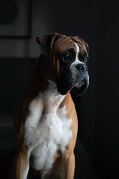 "filhotes de boxer" - Cachorros no Brasil