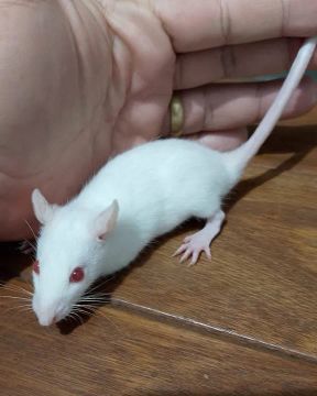 "rato twister venda" - Roedores no Brasil