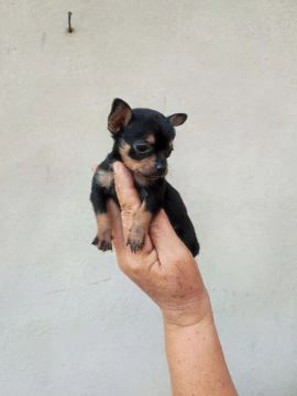 "pinscher 0" - Cachorros no Brasil