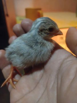 "galinha da angola" - Outros animais no Brasil