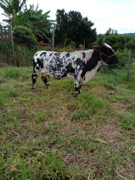 "mini vaca" - Animais para agropecuária no Brasil