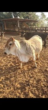 "mini vaca" - Animais para agropecuária no Brasil