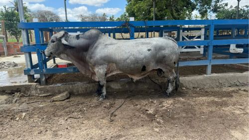 "boi mini boi" - Animais para agropecuária no Brasil