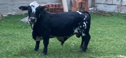 "boi mini boi" - Animais para agropecuária no Brasil