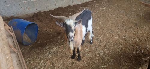 "mini cabras" no Brasil