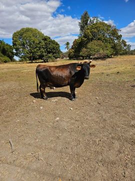 "mini vaca" - Animais para agropecuária no Brasil