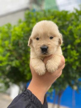 Cachorro Golden Retriever no Brasil