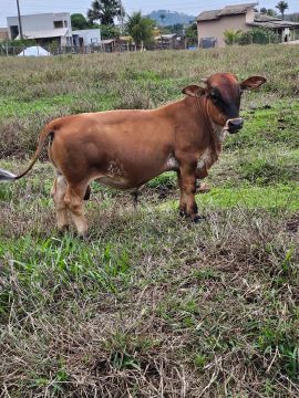 "mini cavalos" no Brasil