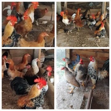 "galinhas garnizes" no Brasil