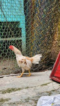 "mini garnizes" no Brasil