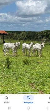 "bezerro nelore" - Animais para agropecuária no Brasil