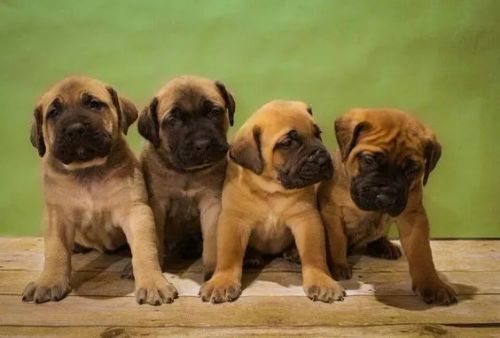 "filhote fila" - Cachorros no Brasil