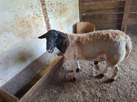 "carneiros dorper" no Brasil