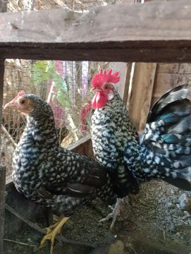 "mini garnizes" no Brasil