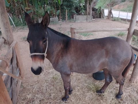 "mini cavalos" no Brasil
