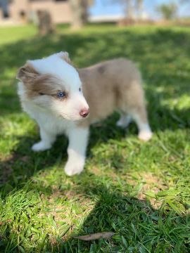 "bode filhote" no Brasil