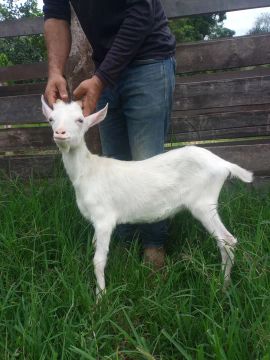 "cabrito filhote" - Outros animais no Brasil