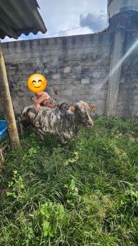 "mini vaca" - Animais para agropecuária no Brasil