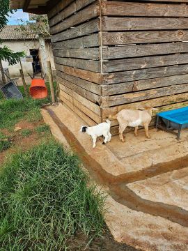 "bode filhote" no Brasil