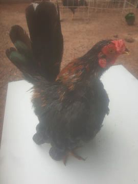 "galinhas garnizes" no Brasil