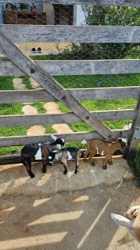 "bode filhote" no Brasil