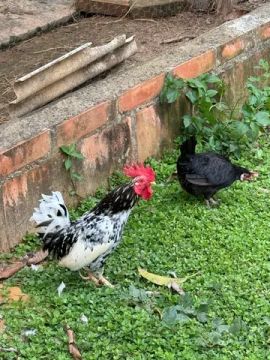 "galinhas garnizes" no Brasil