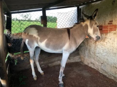 "jumentos" no Brasil